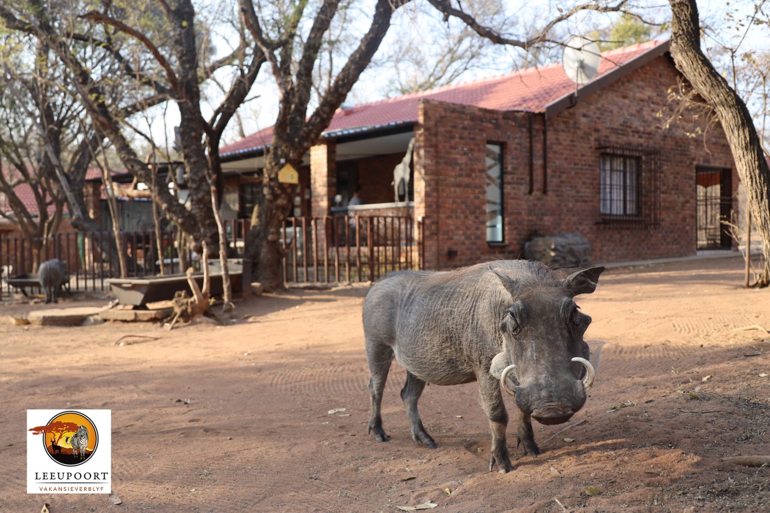 Spog Rooibokke van Leeupoort. – Leeupoort